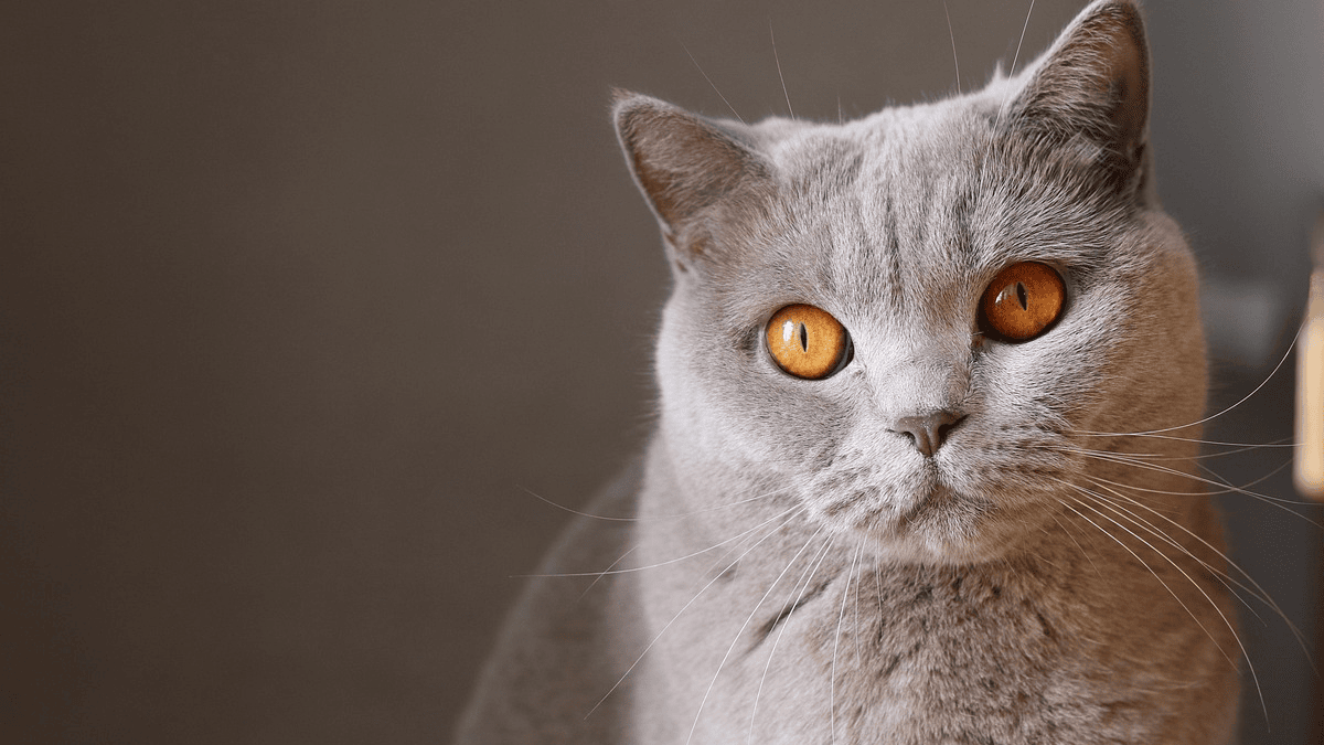 The human habit that can make your cat feel insecure (even at home)