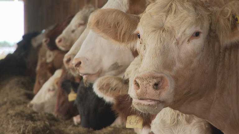 PEI looks to create biodigester system to turn animal waste into energy ...