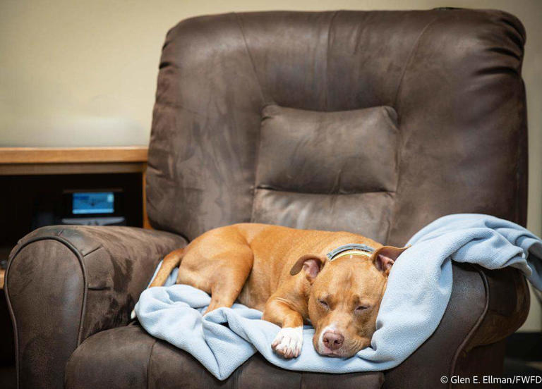 Homeless Fort Worth veteran who surrendered pet dog gifted title to RV