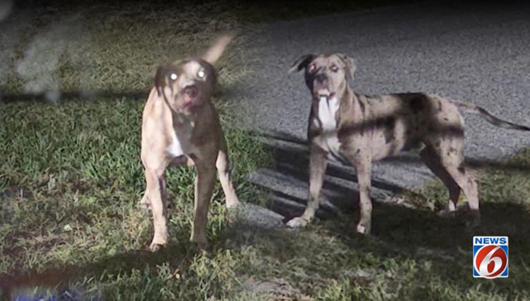 Fla. woman, 50, 'ripped apart' by neighbors' pit bulls, who were known ...