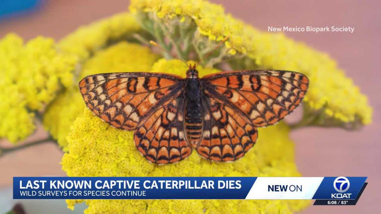 Rare New Mexico butterfly races extinction rsik after captive ...