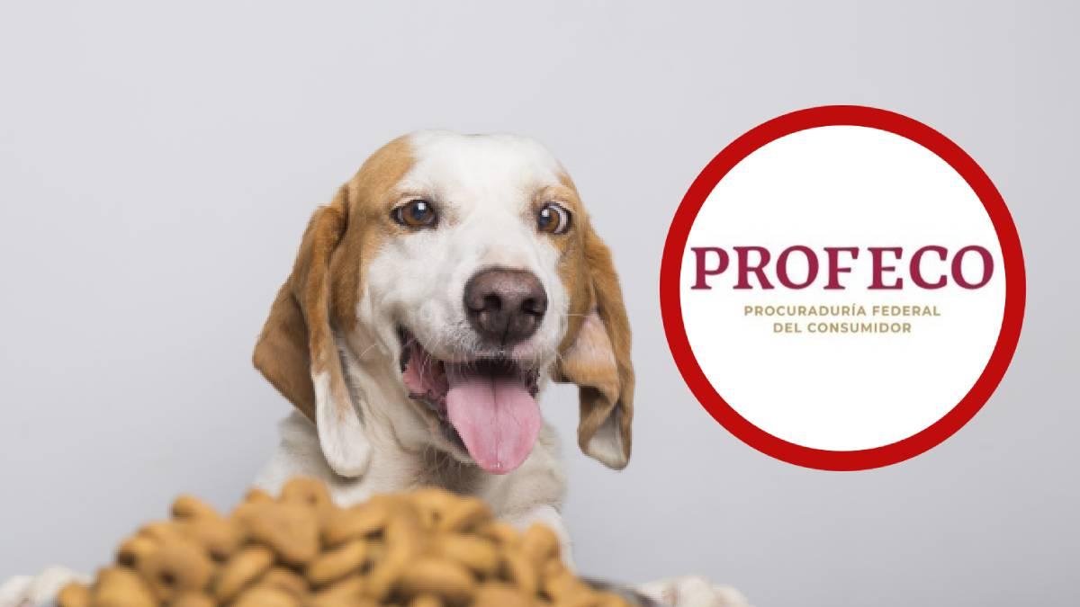Toma nota: esta es la mejor comida para perro según la Profeco
