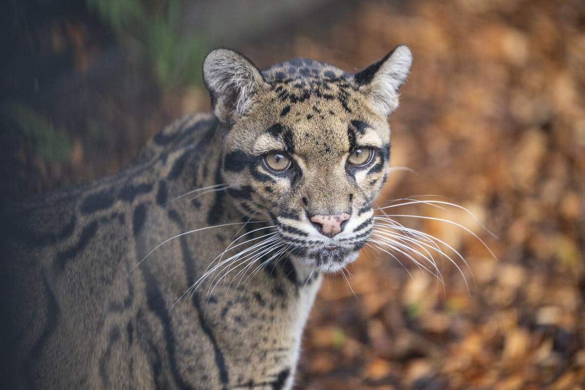 Update: Clouded leopard that escaped keepers at Point Defiance Zoo captured