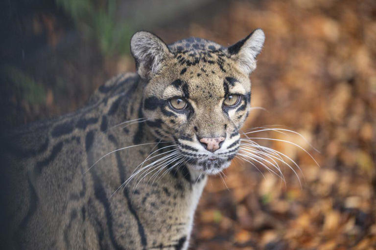 Update: Clouded leopard that escaped keepers at Point Defiance Zoo captured