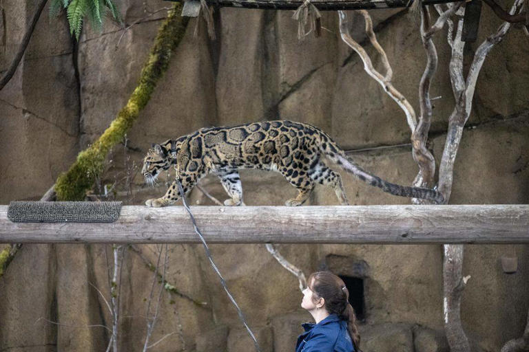 Update: Clouded leopard that escaped keepers at Point Defiance Zoo captured