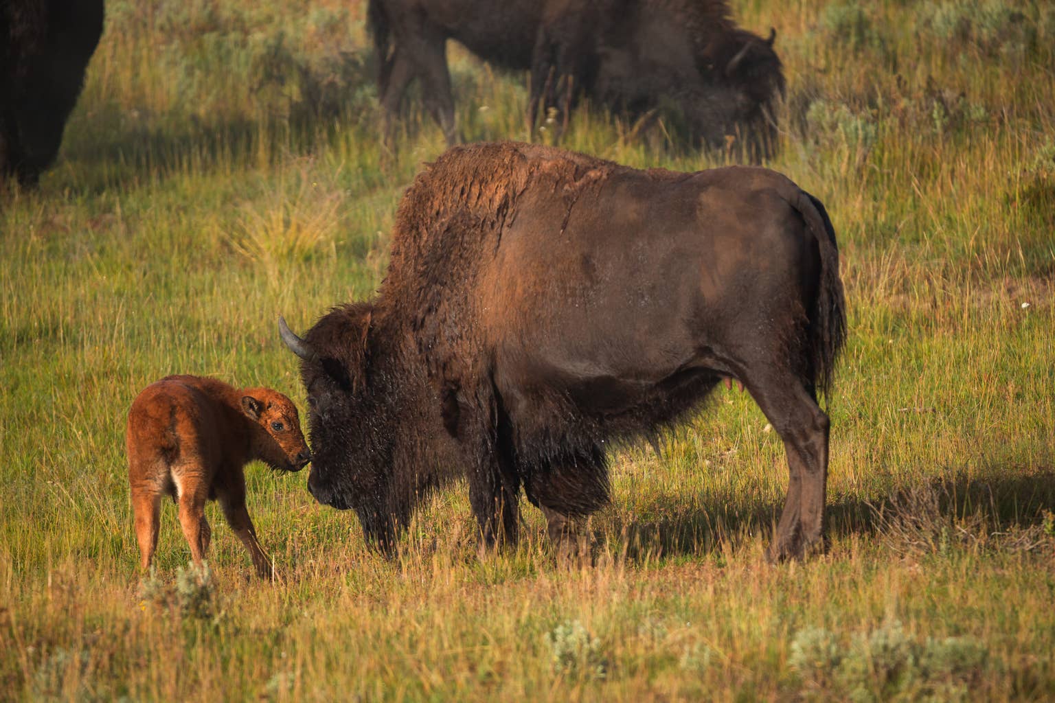 Baby bison at Yellowstone gets the cutest zoomies ever caught on camera