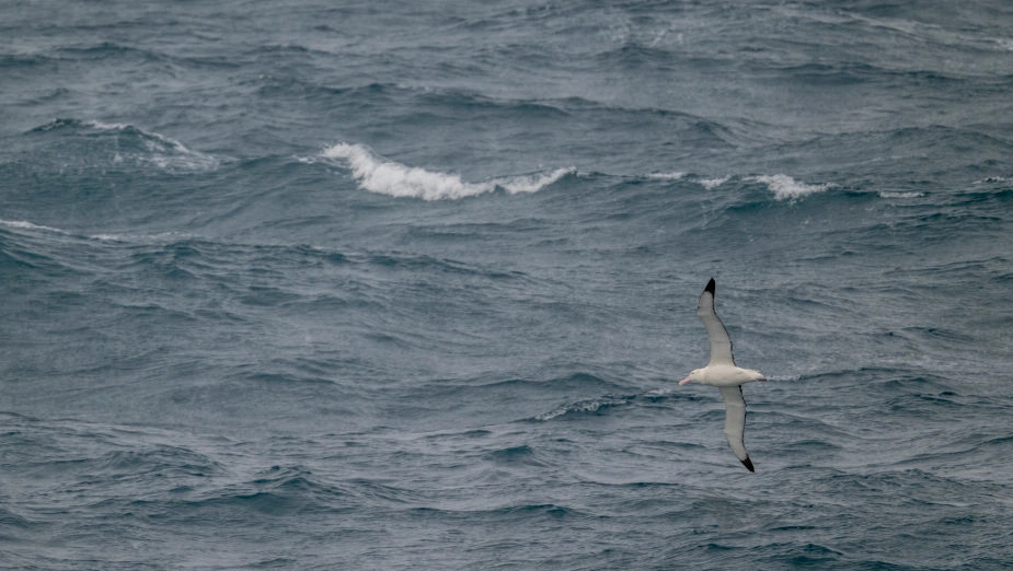 Albatross life from love to survival