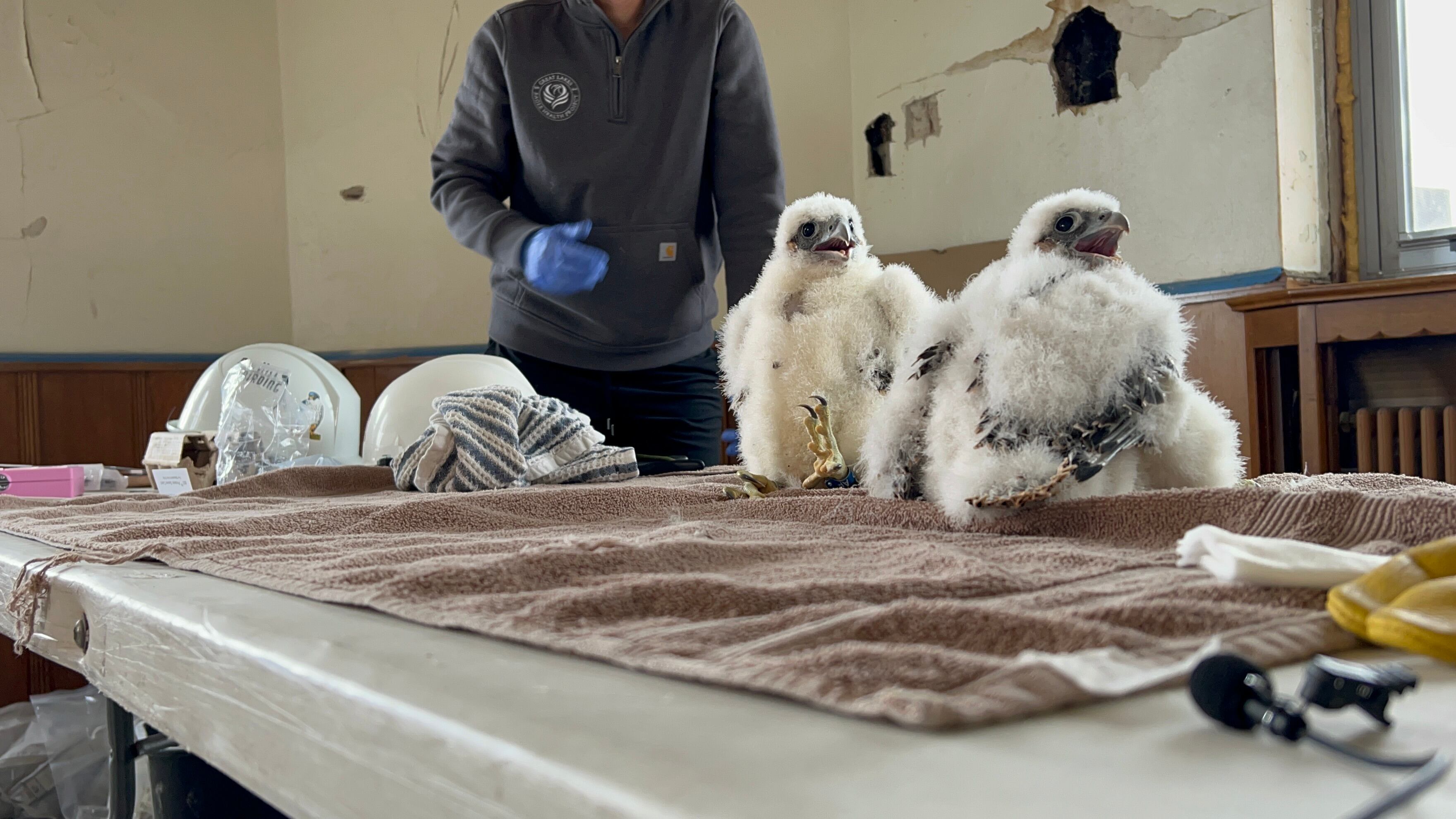 Rockford’s newest baby falcons provide scientists deeper look at ...