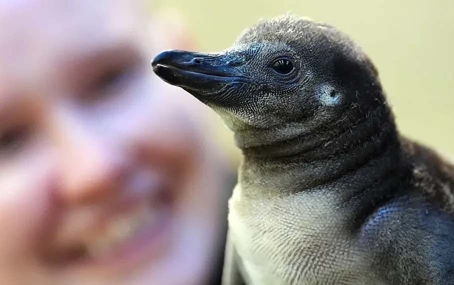 Penguin chicks hatch as emperor protections stall at Antarctic talks