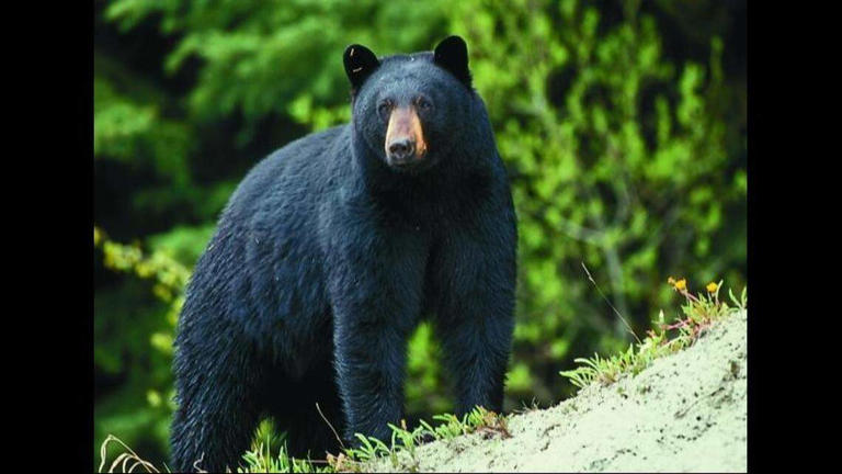 Severely injured young black bear euthanized in KS after being hit by ...