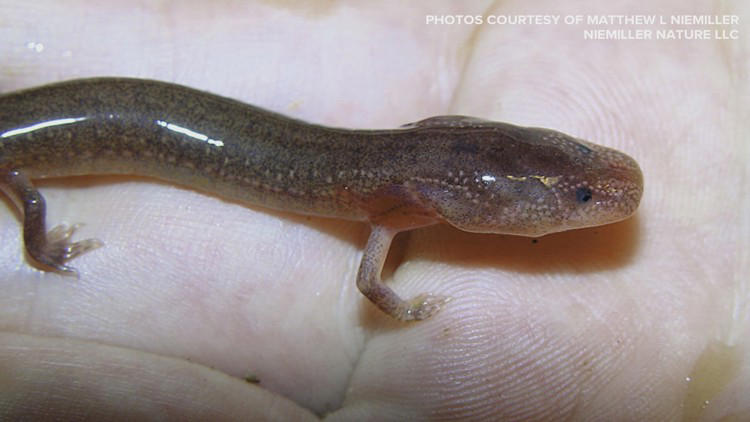Population could be declining for rare species of salamander found ...