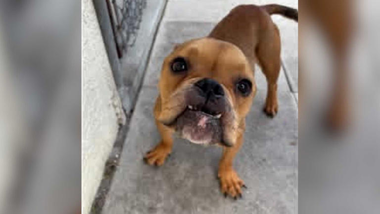 BODYCAM: Florida couple accused of starving dogs