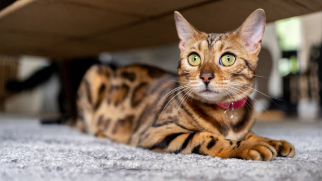 5 cat breeds with strong snake-hunting instincts that can help protect ...