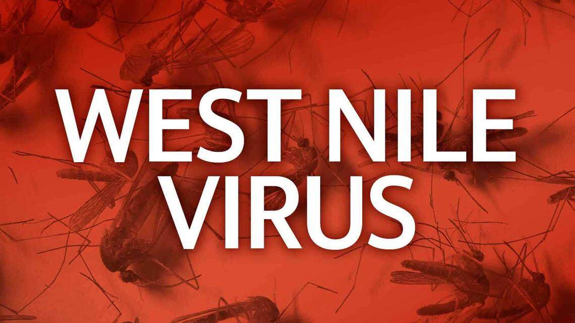 Bird tests positive for West Nile virus in Yolo County as virus ...