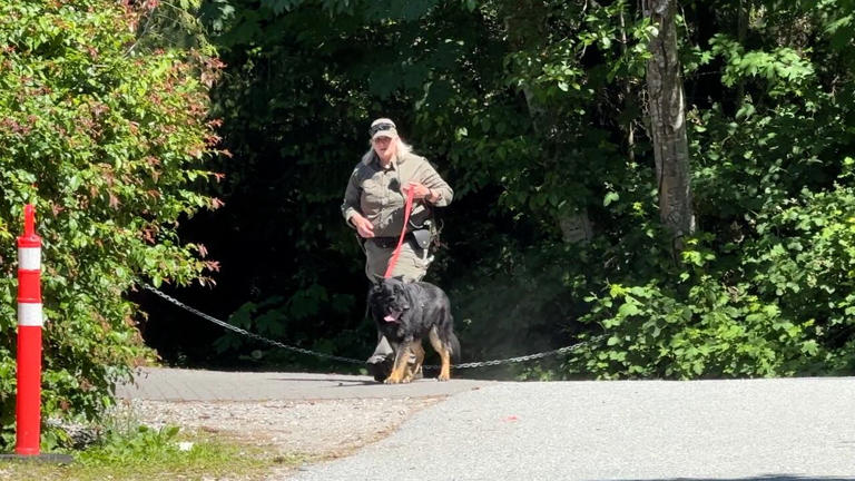 Remains of missing BC actor Stewart McLean found, homicide ...