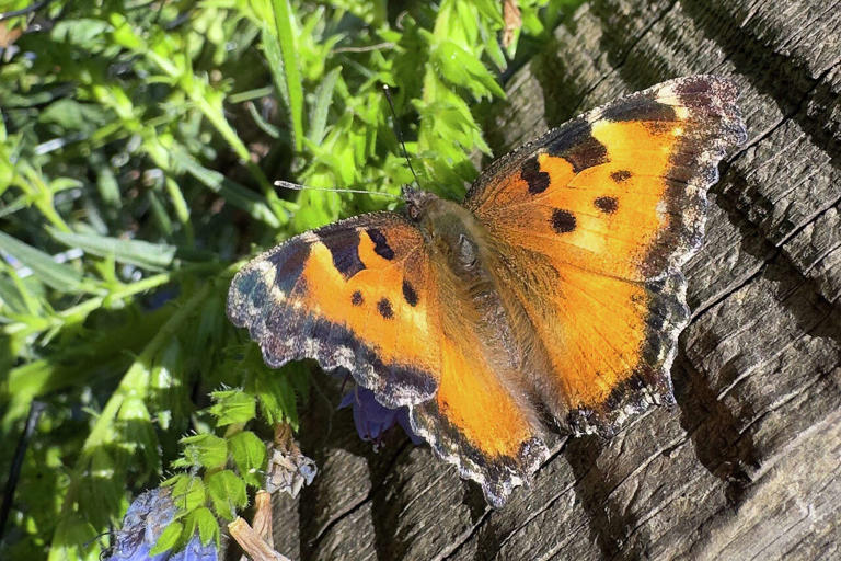 Santa Cruz is in the midst of a rare butterfly frenzy