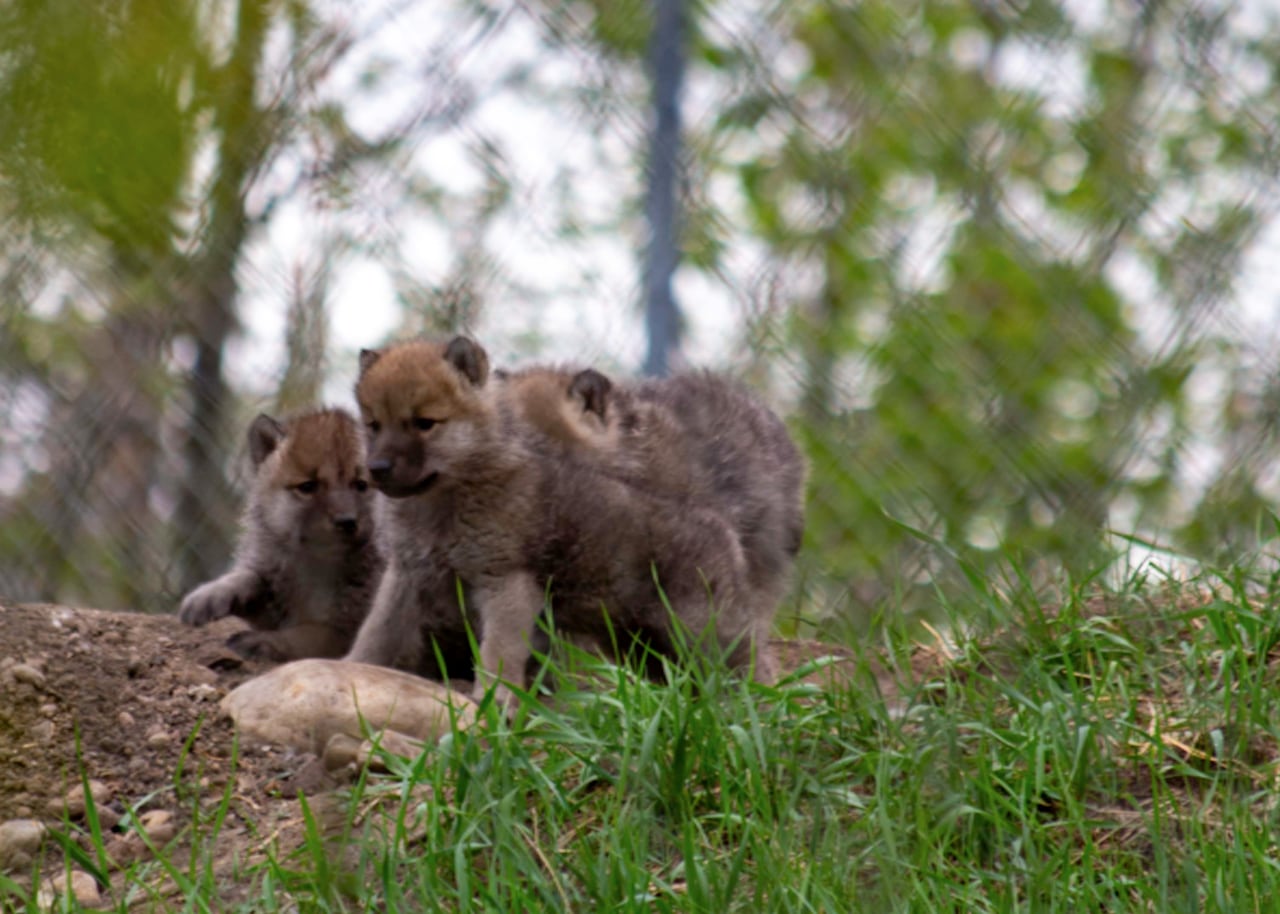 The Edmonton Valley Zoo welcomes the birth of three new wolf pups