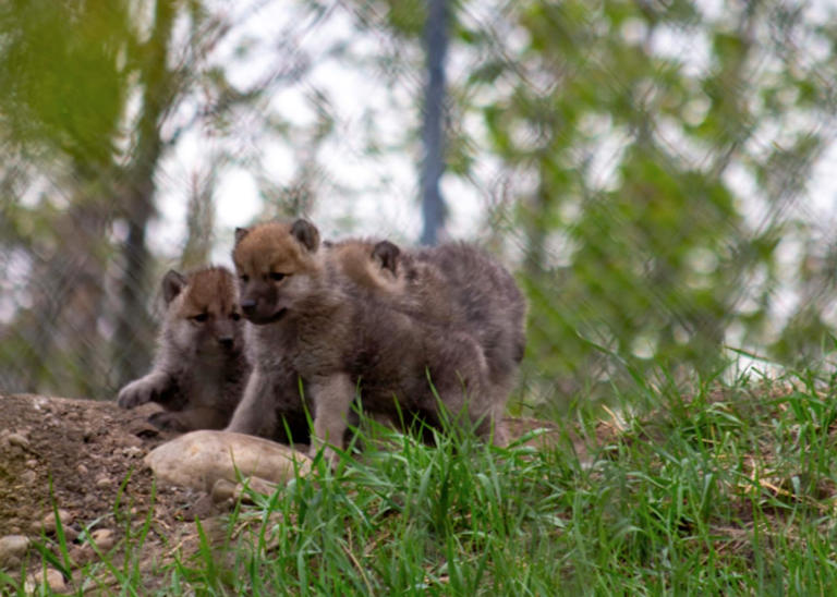 The Edmonton Valley Zoo welcomes the birth of three new wolf pups