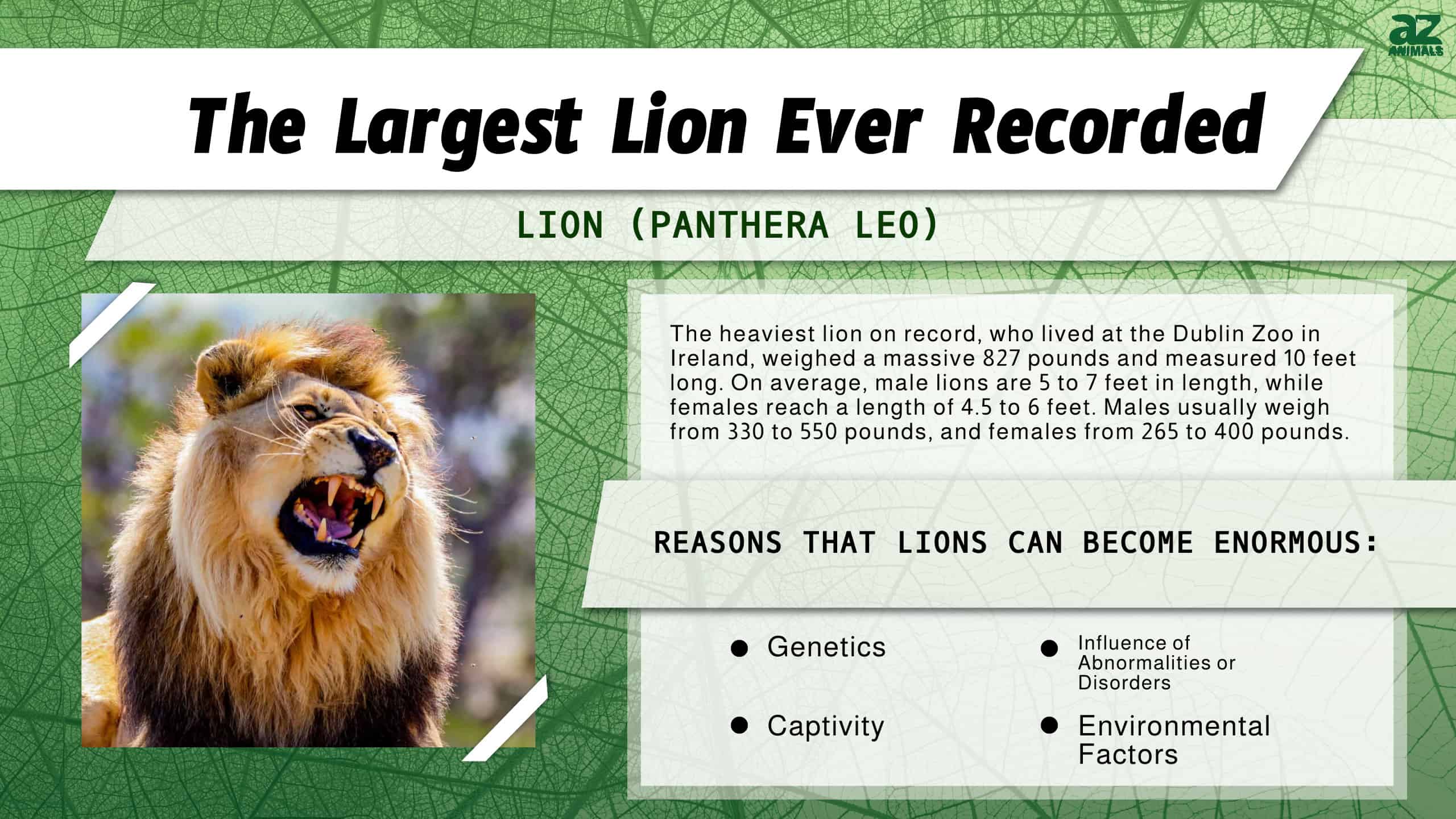 This massive prehistoric lion was nearly the size of a small car
