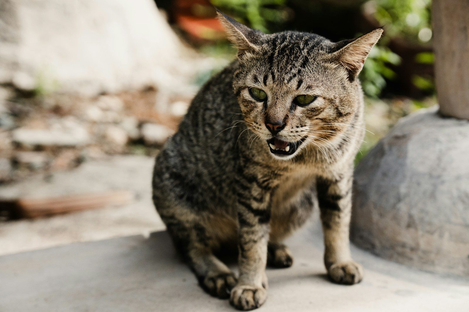 How a stressful warm bath changed an angry rescue cat