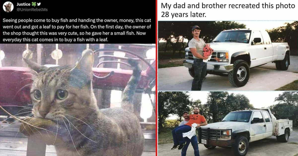 Wholesome memes that will brighten your day