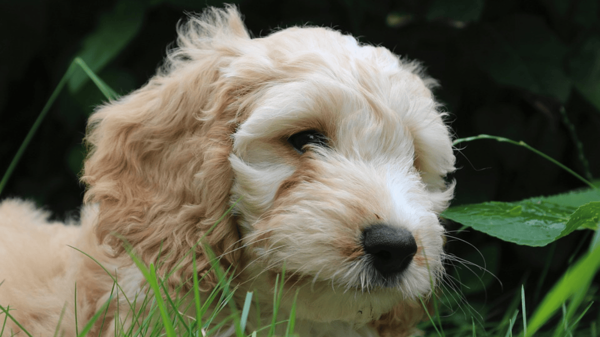 The correct way to pet a nervous dog, according to experts