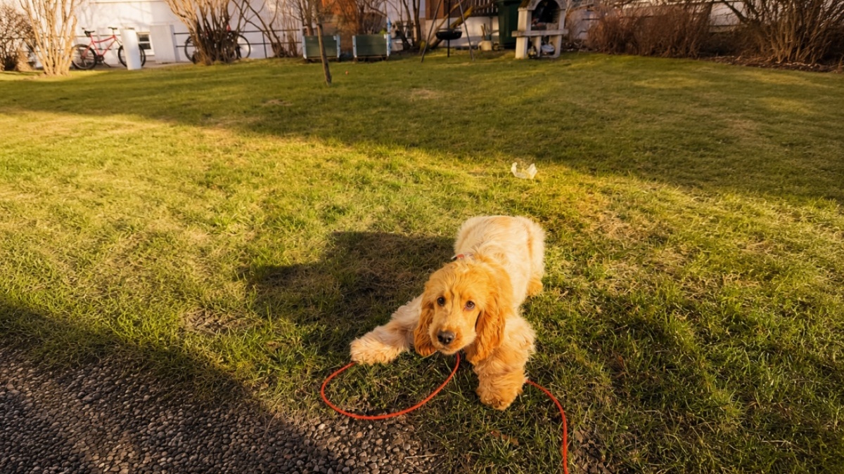 Do dogs know they are dogs? 12 breeds that act surprisingly human