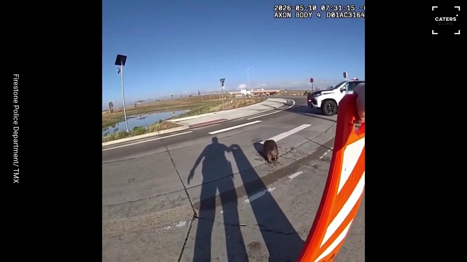 Police officer has hilarious standoff with angry beaver blocking road