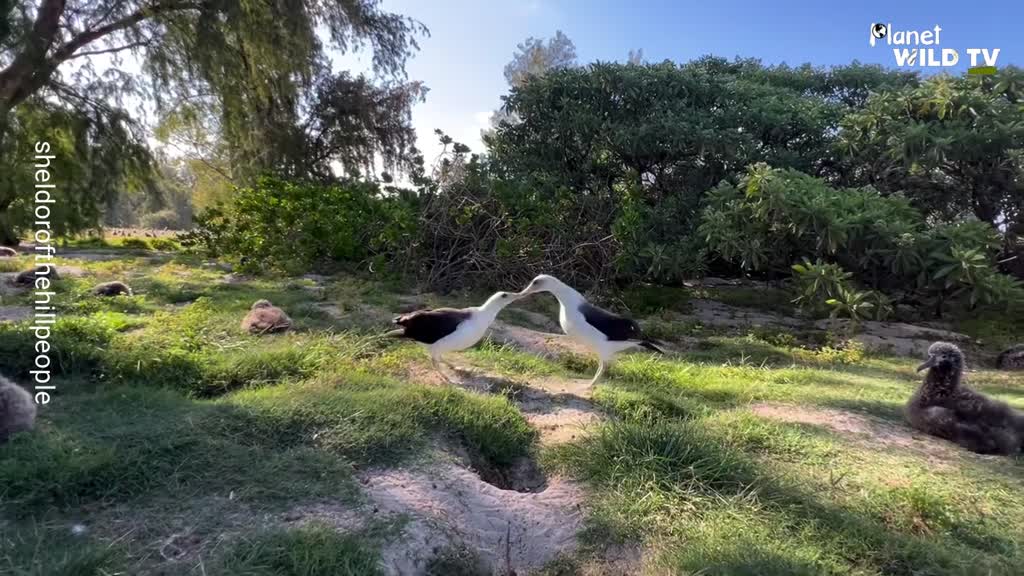 Hilarious albatross courting dance caught on camera