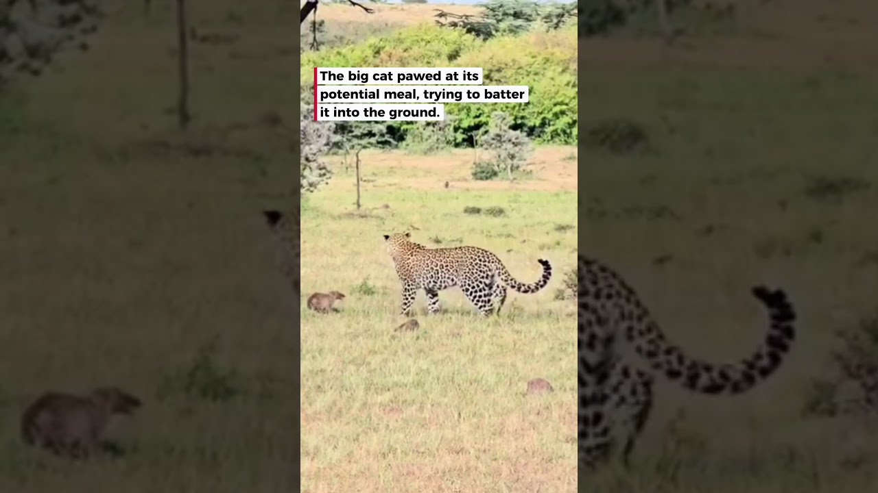 Hyena accidentally saves mongoose from leopard attack