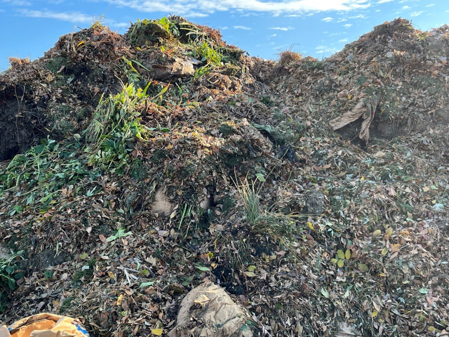 Branch, leaf drop sites to close Sunday in SF