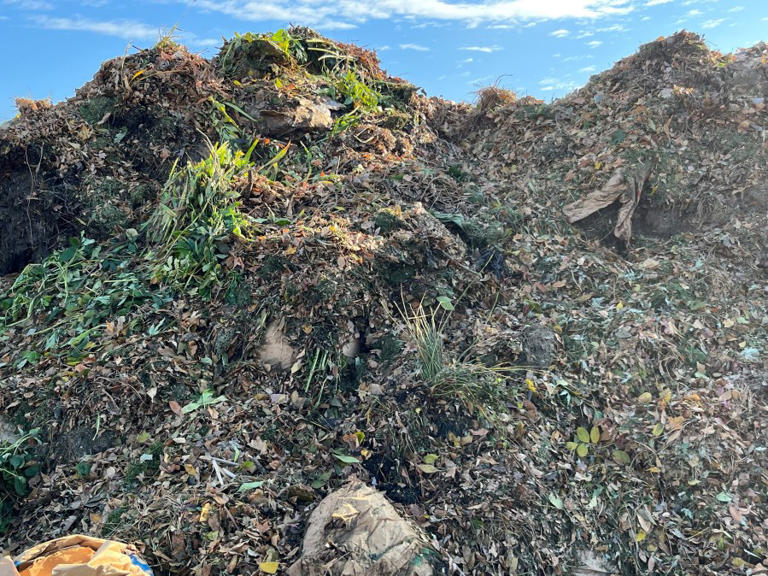 Branch, leaf drop sites to close Sunday in SF