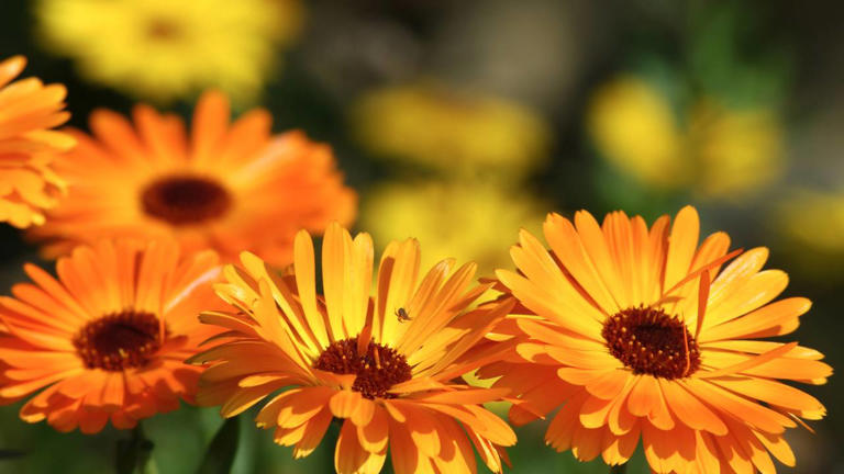 As cinco plantas ideais para um jardim colorido e de baixa manutenção