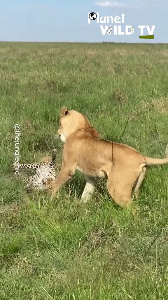 Leopard mother battles lioness to protect her cub