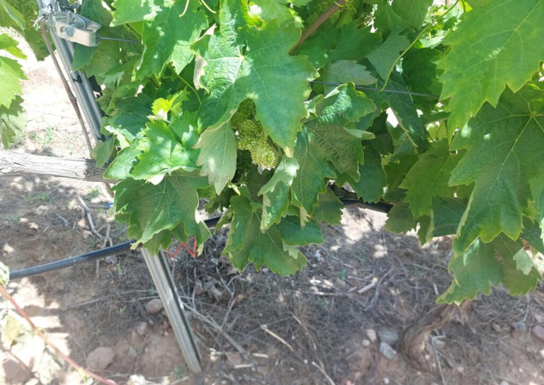 Floración, buena cantidad de muestra y vigor: así avanza la viña en Rioja