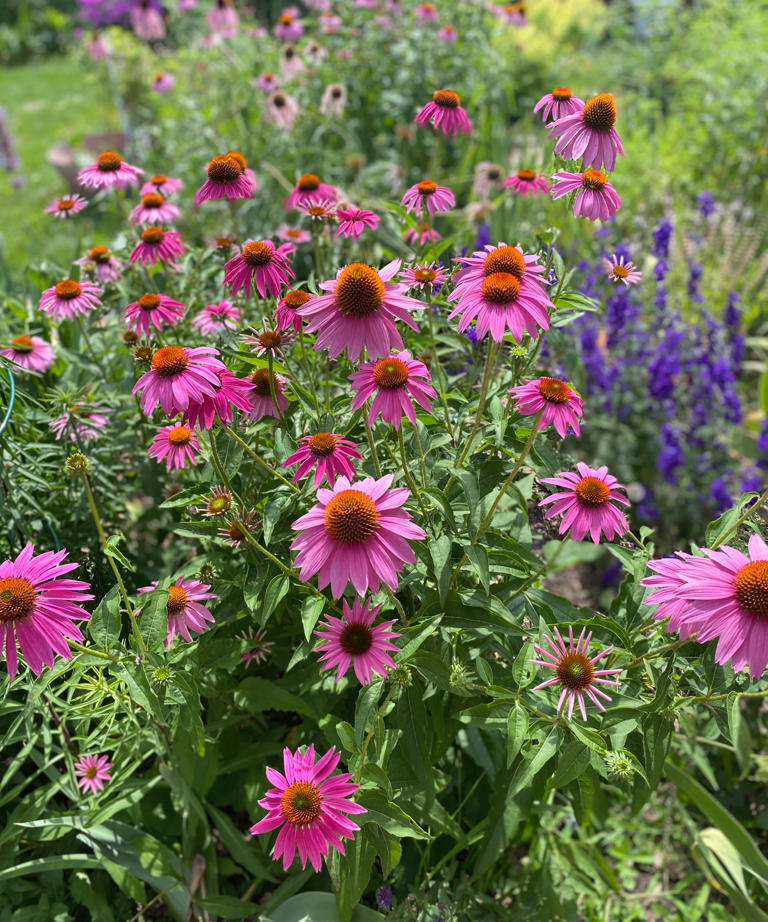 It's not too late to plant! These 7 perennials will reward you with ...