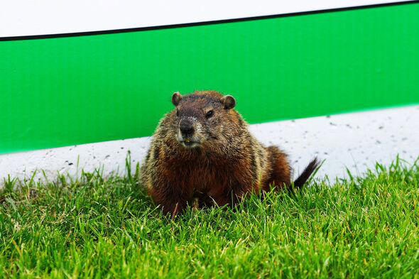 F1 still struggling to keep groundhogs off Canadian GP track after Alex ...