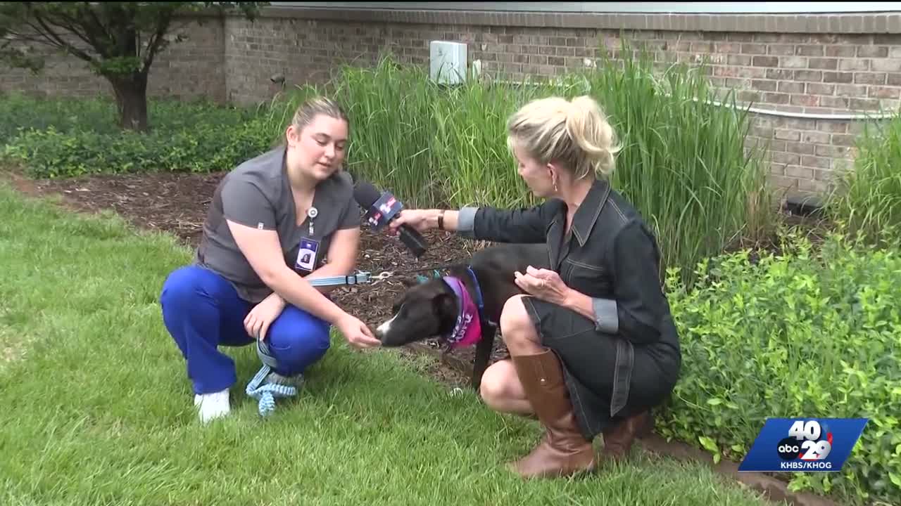 Pet of the week: Chai