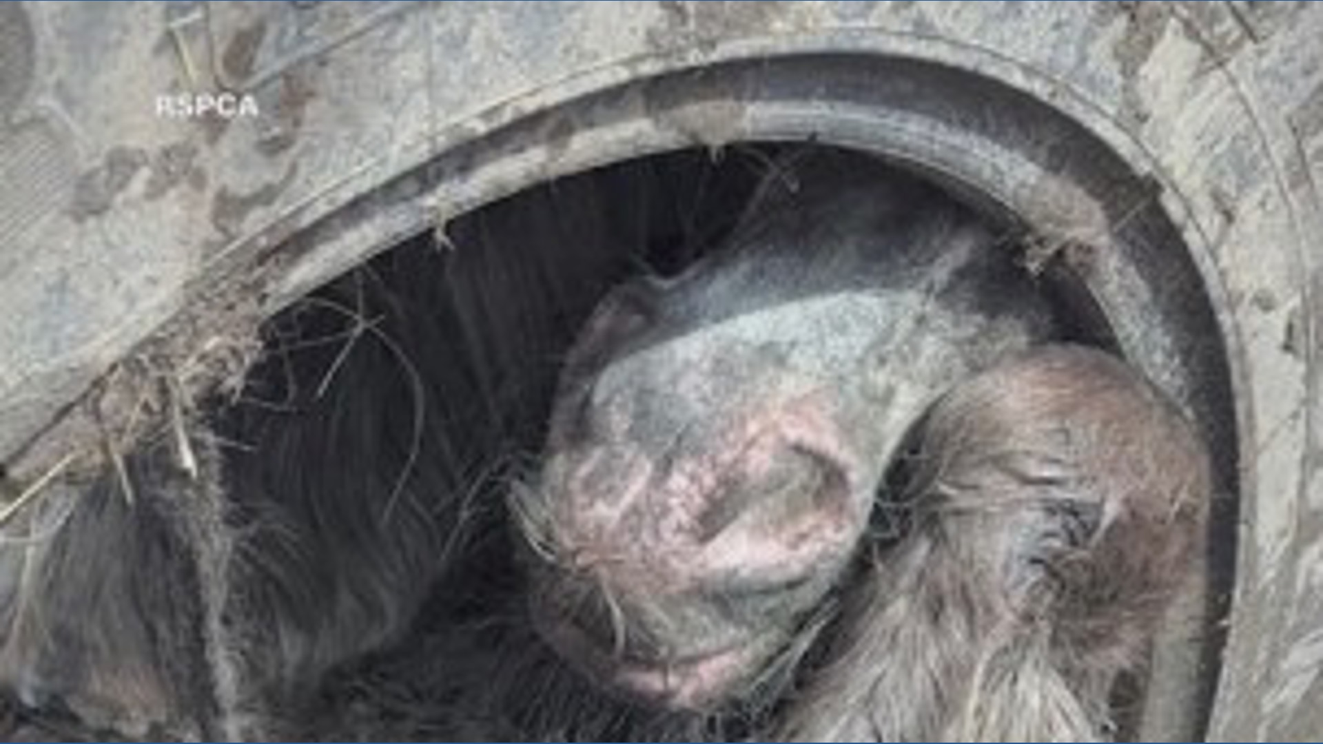 Pony stuck in tire; rescued