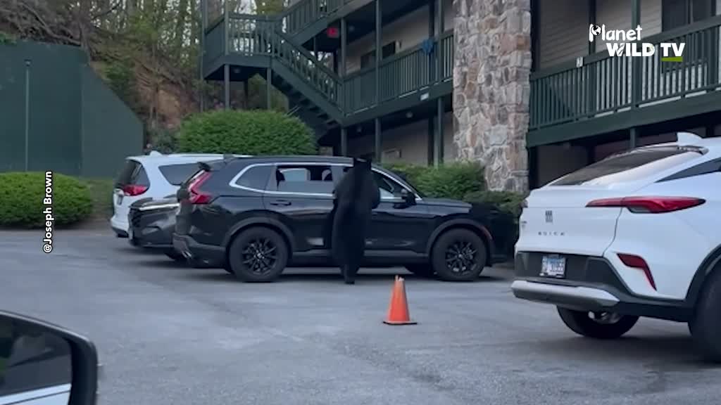 Why are black bears taking over Gatlinburg, Tennessee?