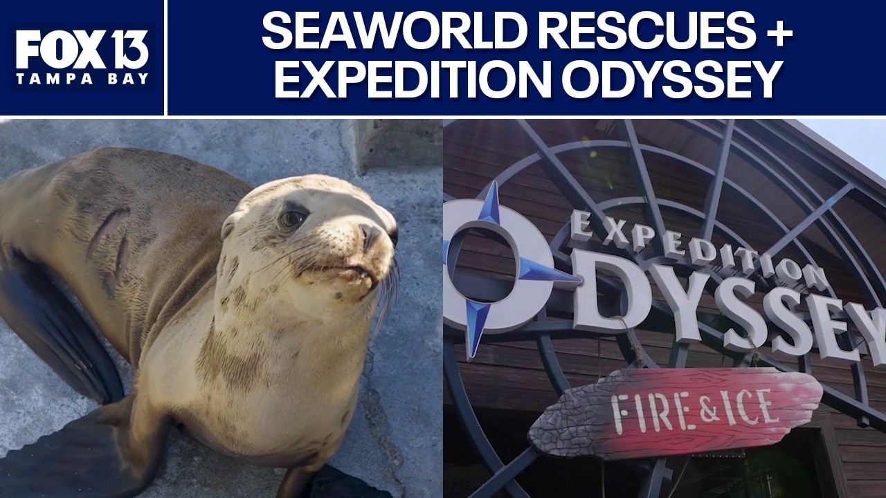 SeaWorld celebrates rescue milestone