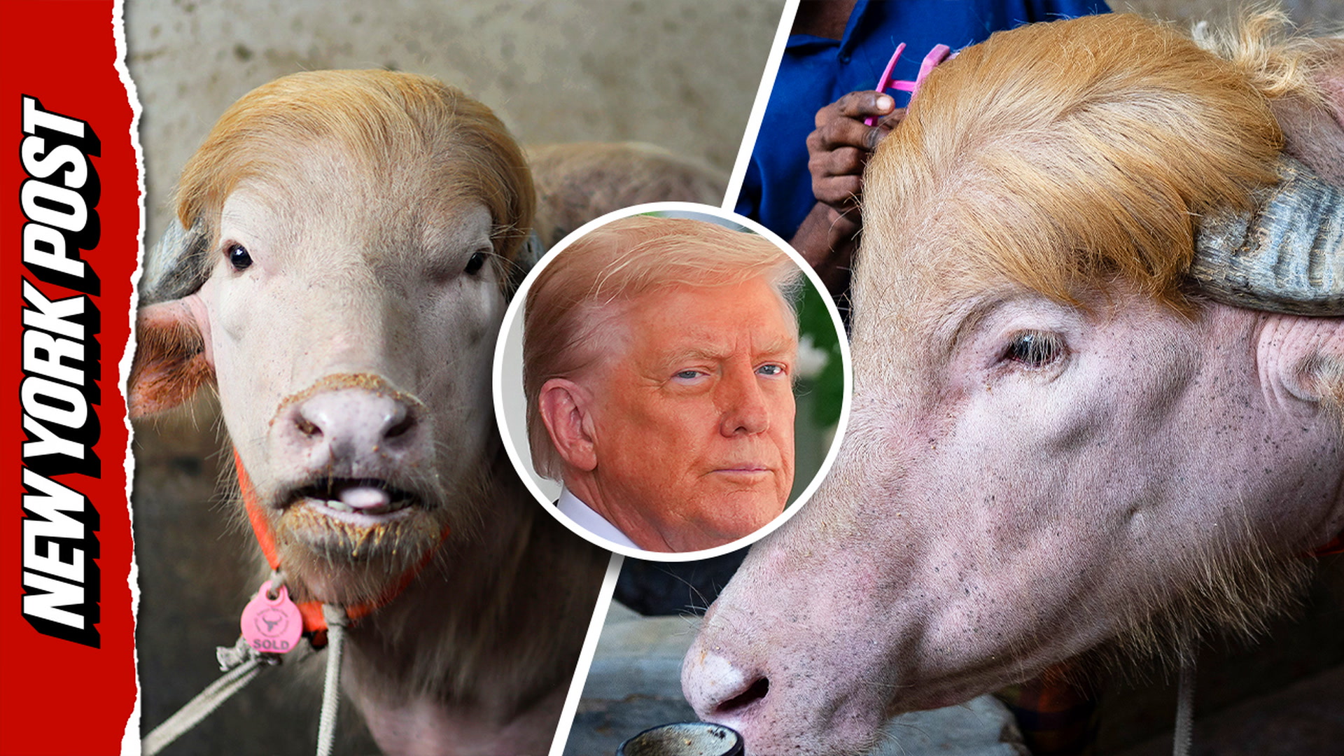 Albino buffalo named 'Trump' goes viral in Bangladesh for blond ...