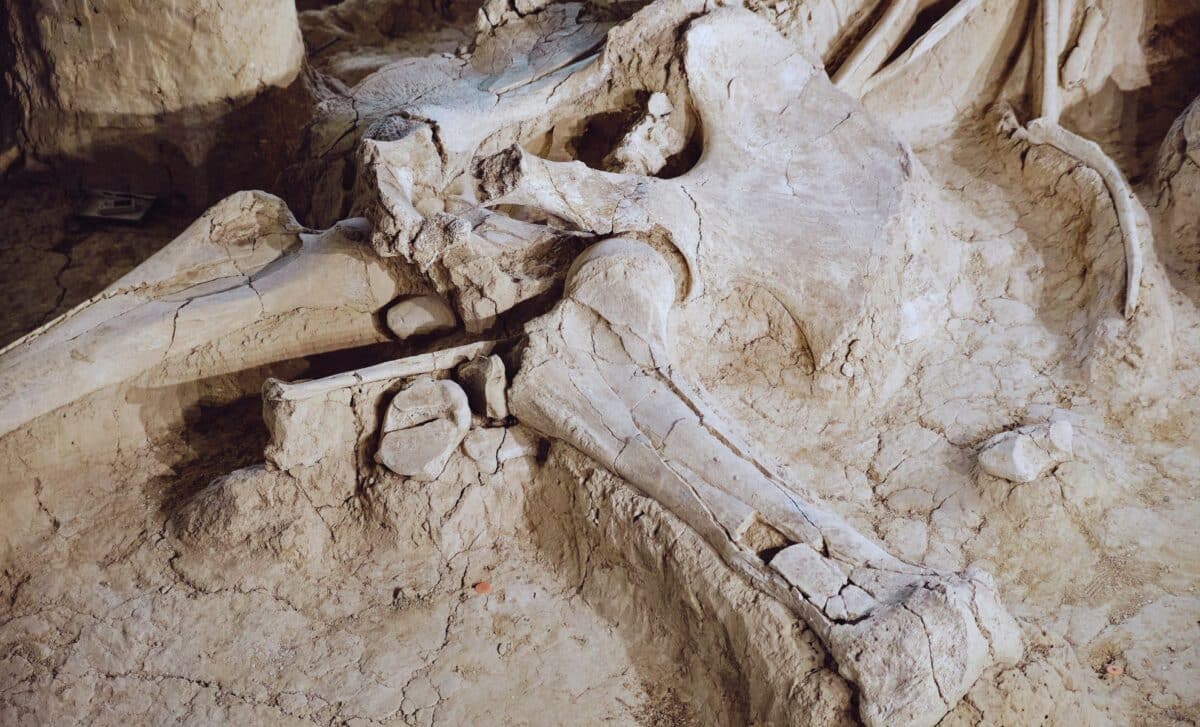For 70 years, scientists thought these were mammoth bones until they ...