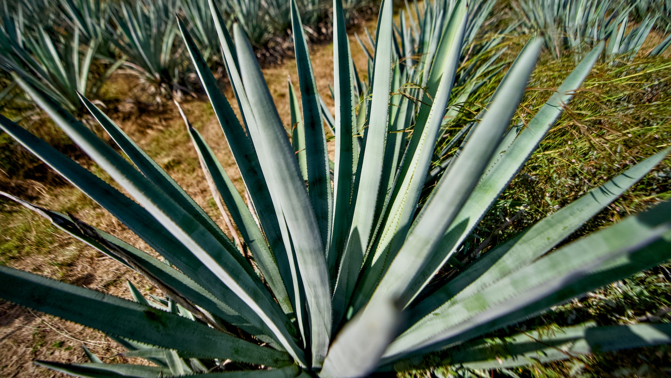 Agave industry gains momentum as growers explore potential of spiky ...