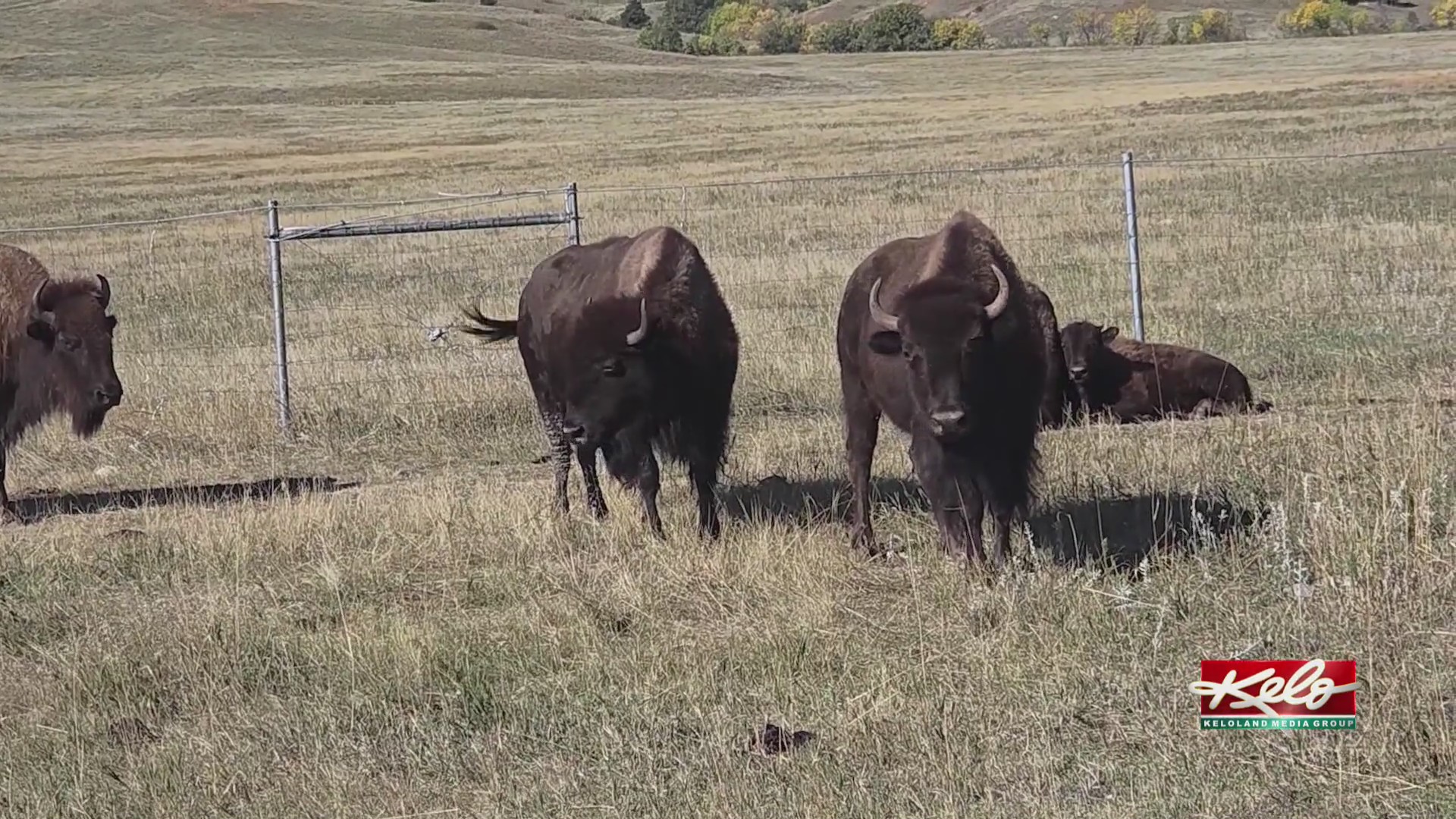 Bison kills 70-year-old woman in Custer State Park