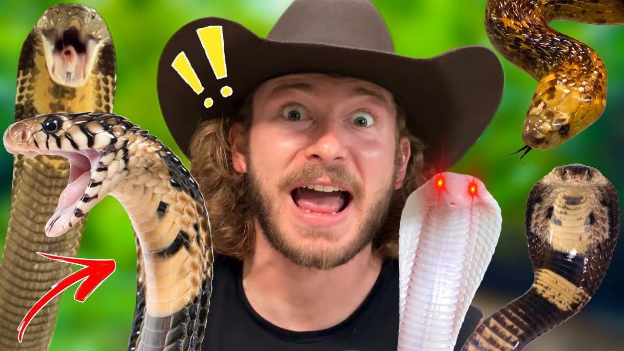 A closer look at a cobra with Chandler's Wild Life