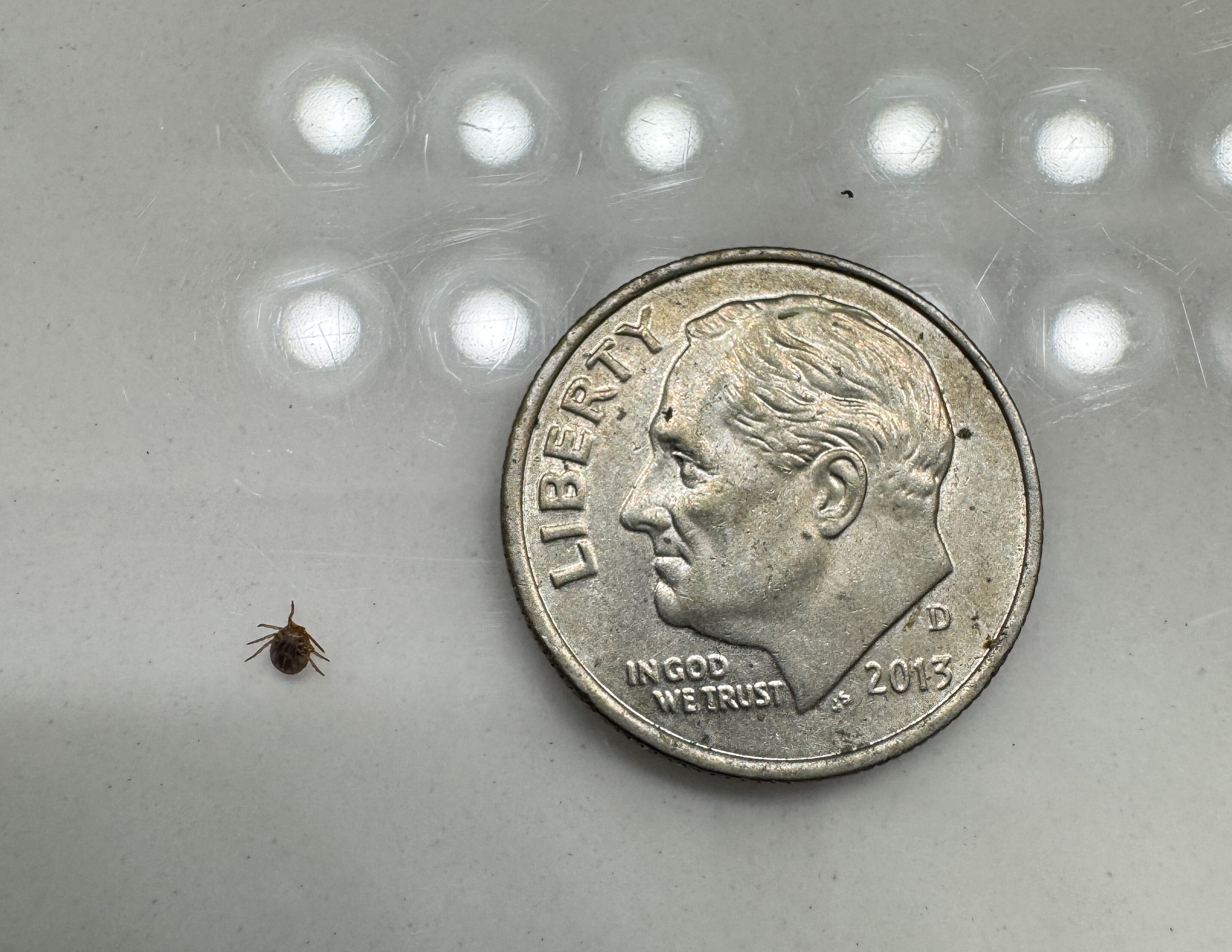 TN lawmaker links rise in tick bites to Bill Gates. Experts debunk claim