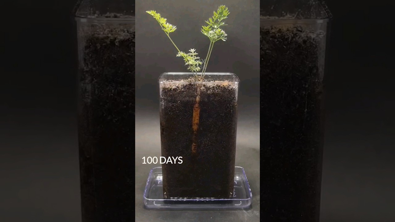 Carrot time-lapse