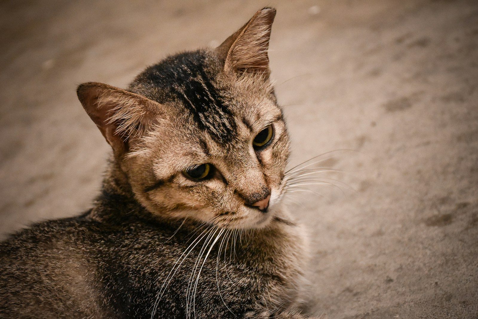 The everyday habits humans do that secretly upset their cats