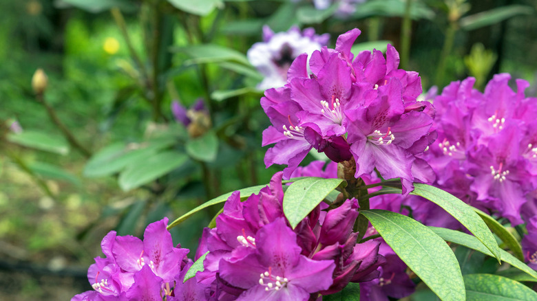 15 shrubs with purple flowers that will bring color to your yard